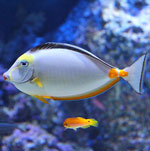 Fakta om fiskar - 29 roliga och intressanta fakta om fiskar