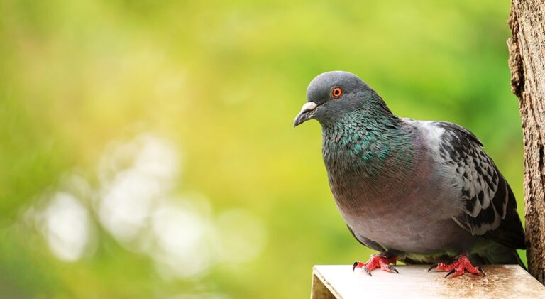 Fakta om duer og brevduer - 32 ting du ikke vidste!