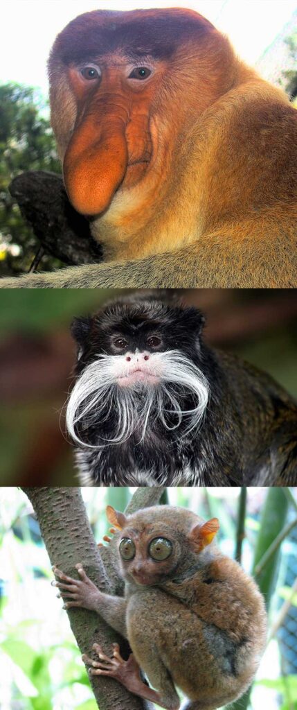 Fakta om aber (og halvaber) - Føde, levevis, adfærd osv.