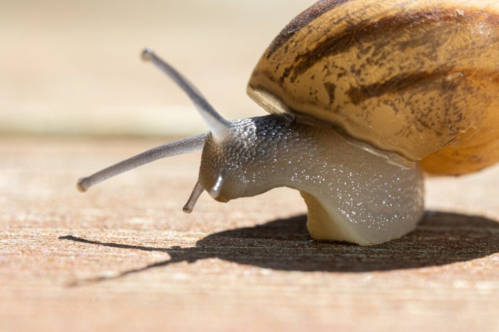 Can Snails Hear?