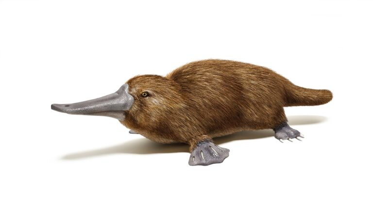 13 Facts About Platypus - Habitat, eggs, venom, babies, feet etc.
