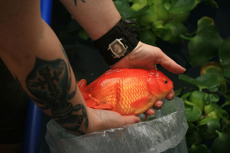 Gullfisk - 16 morsomme fakta om gullfisk