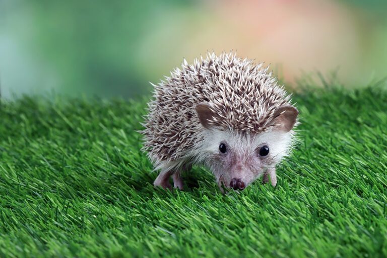 Hedgehog facts - 21 fun facts about hedgehogs