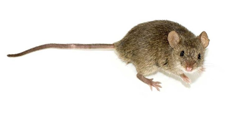 Mouse facts - 20 things you didn't know about mice