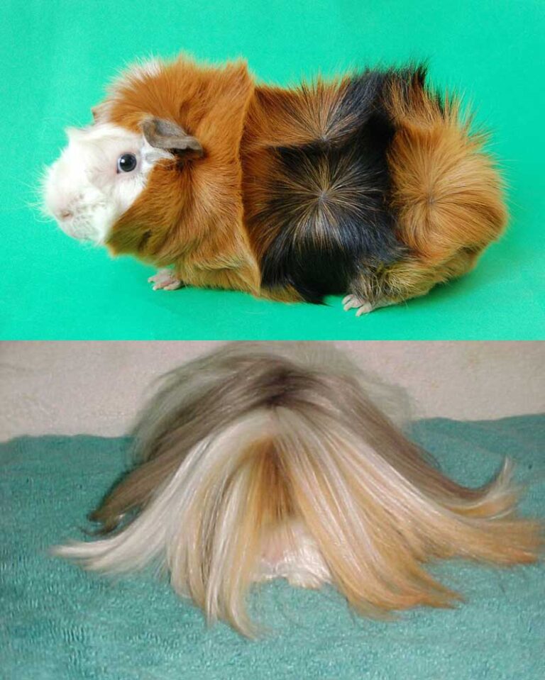 Fakta om marsvin - 21 intressanta fakta om marsvin