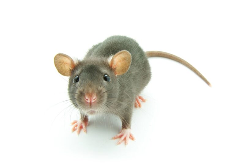 Mouse facts - 20 things you didn't know about mice