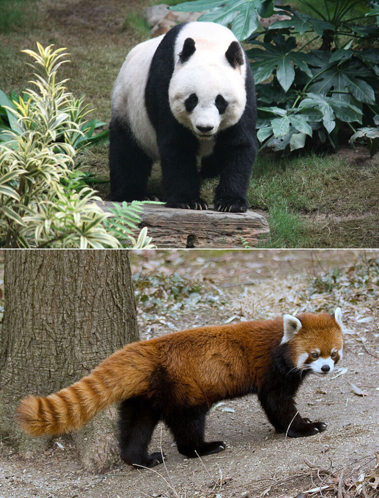 Datos sobre los pandas (osos panda) - ¡10 cosas que no sabías!