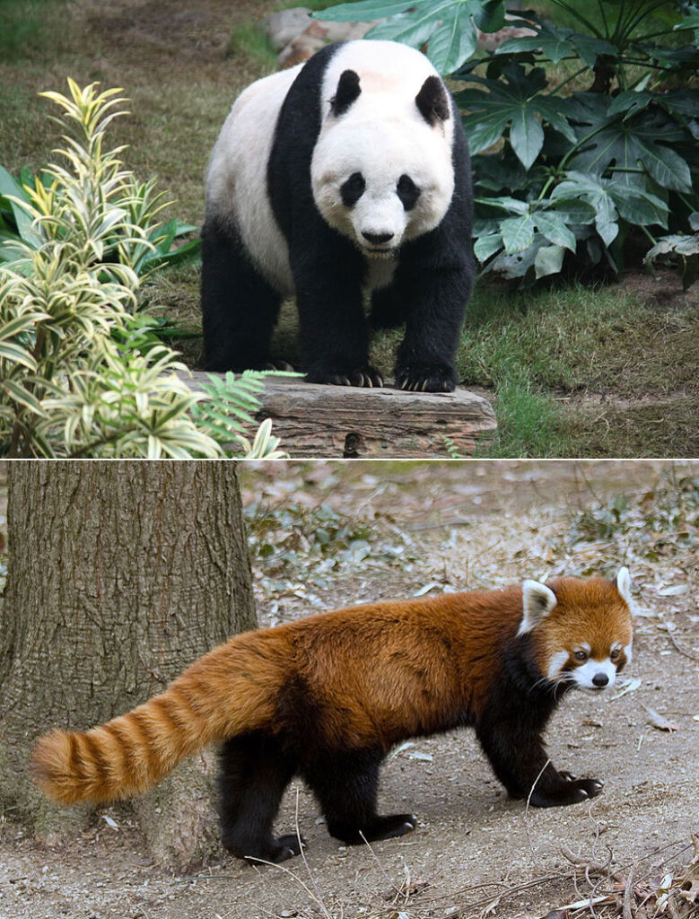 Datos sobre los pandas (osos panda) - ¡10 cosas que no sabías!