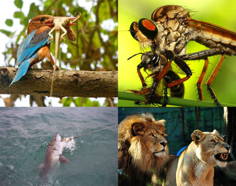 Rovdyrfakta - 10 interessante ting du sannsynligvis ikke visste!