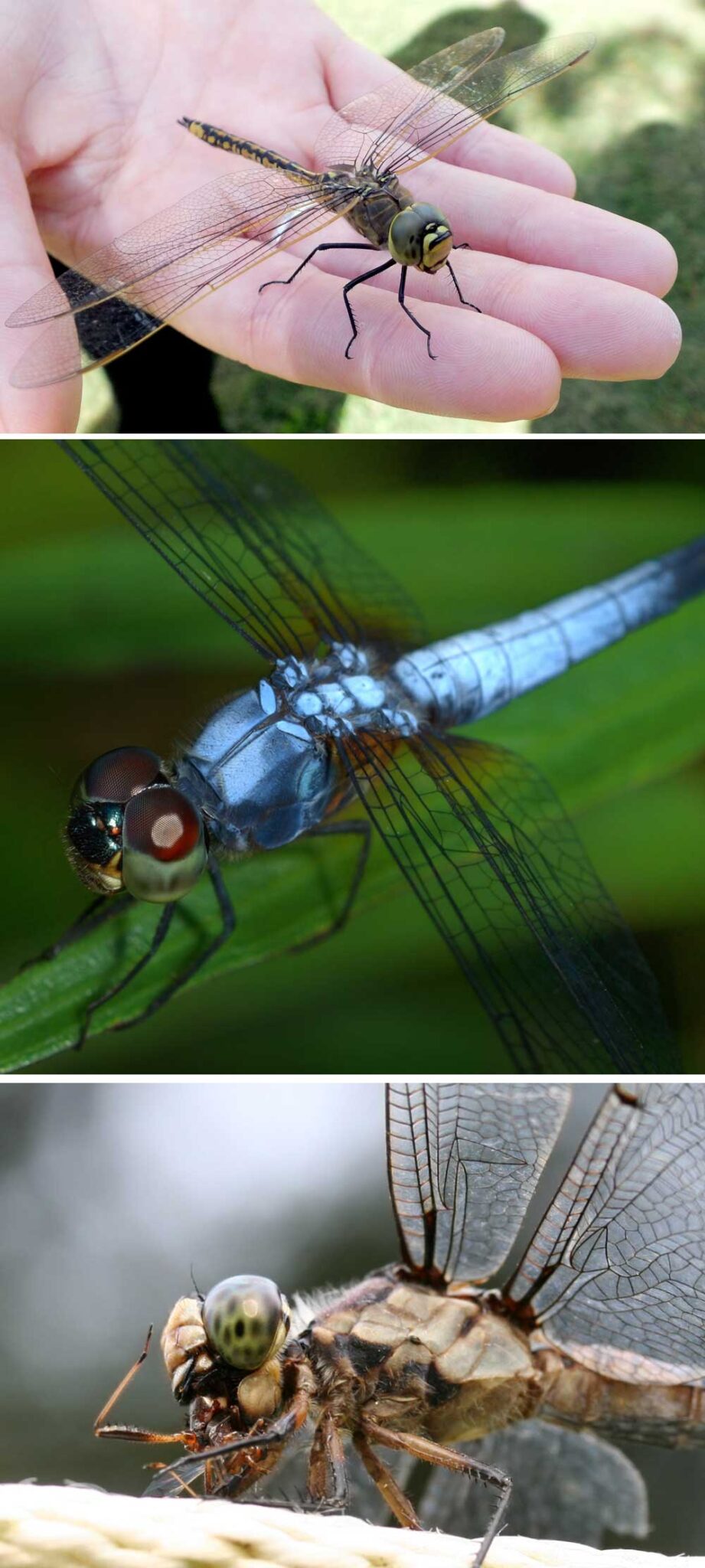 Predator facts - 10 interesting things you probably didn't know!